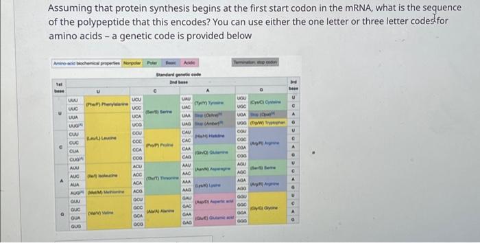 Assuming that protein synthesis begins at the first | Chegg.com