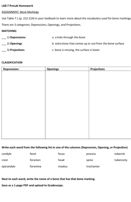Solved LAB 7 PreLab Homework ASSIGNMENT: Bone Markings Use | Chegg.com