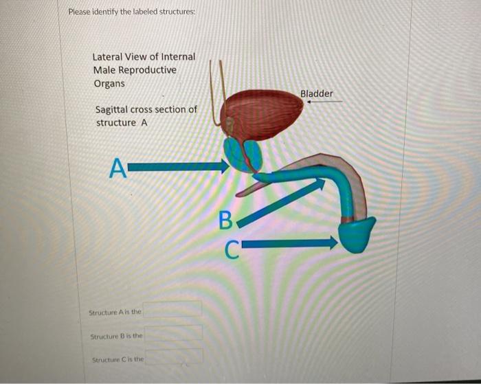 Solved Please identify the labelled structures: Internal | Chegg.com