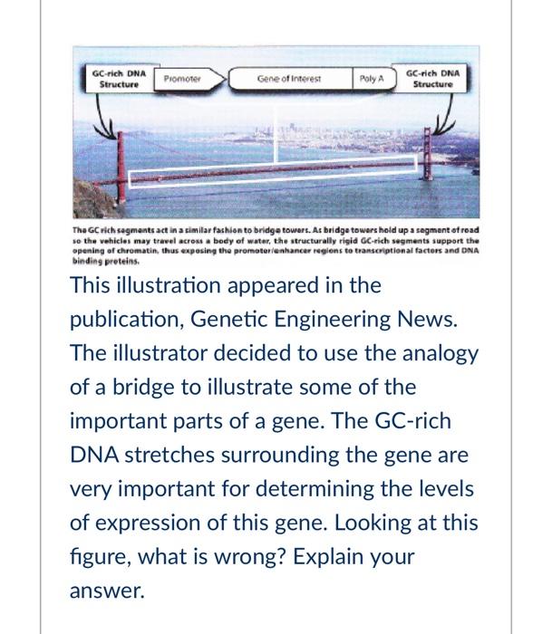 Solved GC-rich DNA Structure Promoter Gene of interest Poly | Chegg.com
