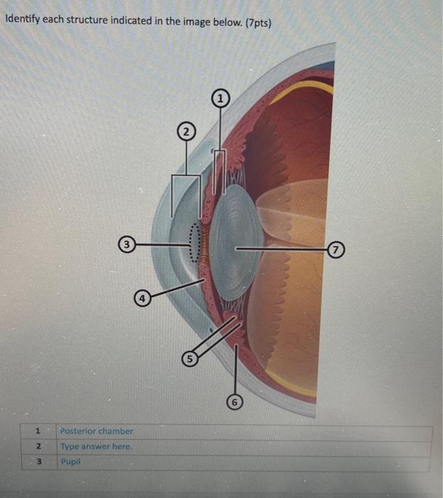 Solved Identify each structure indicated in the image below. | Chegg.com