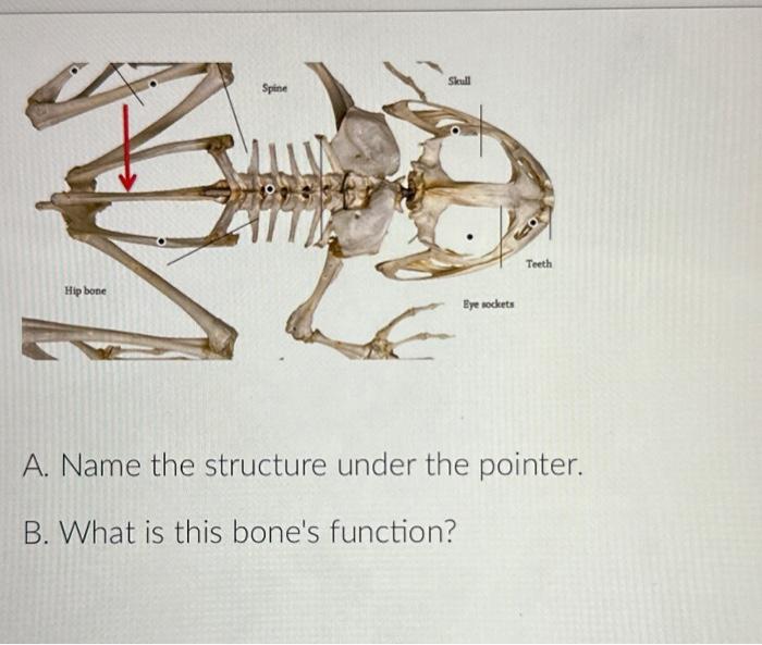 Solved A. Name the structure under the pointer. B. What is | Chegg.com