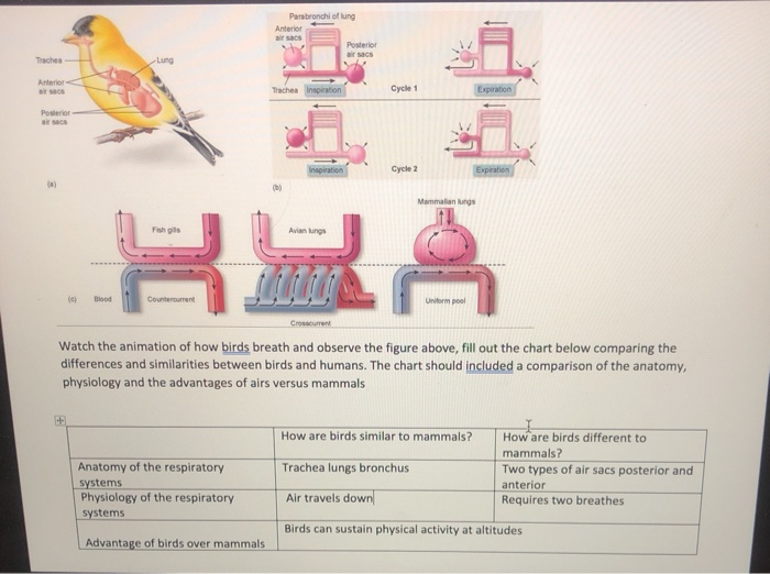Solved Parabronchi oflung Anterior Posterior air sacs | Chegg.com