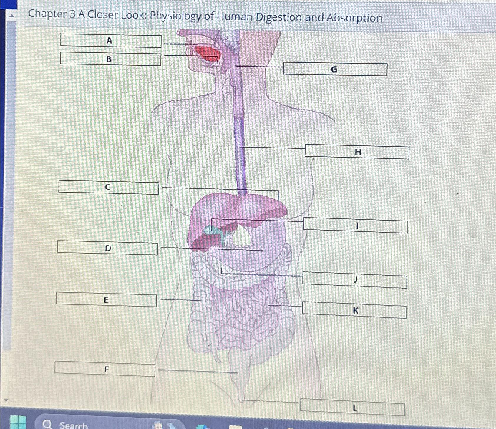 Solved Chapter 3 ﻿A Closer Look: Physiology of Human | Chegg.com