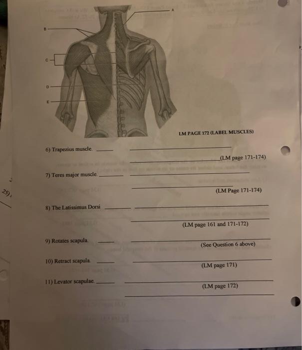 Solved D E LM PAGE 172 (LABEL MUSCLES) 6) Trapezius muscle | Chegg.com