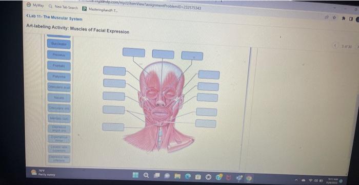 Solved KLab 11- The Muscular Syatem Art-labeling Activity: | Chegg.com