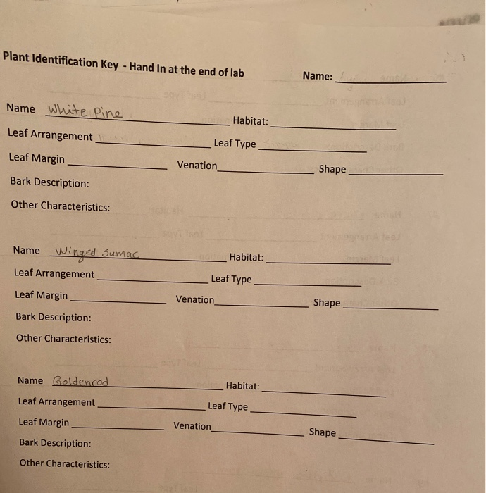 Solved Plant Identification Key - Hand in at the end of lab | Chegg.com