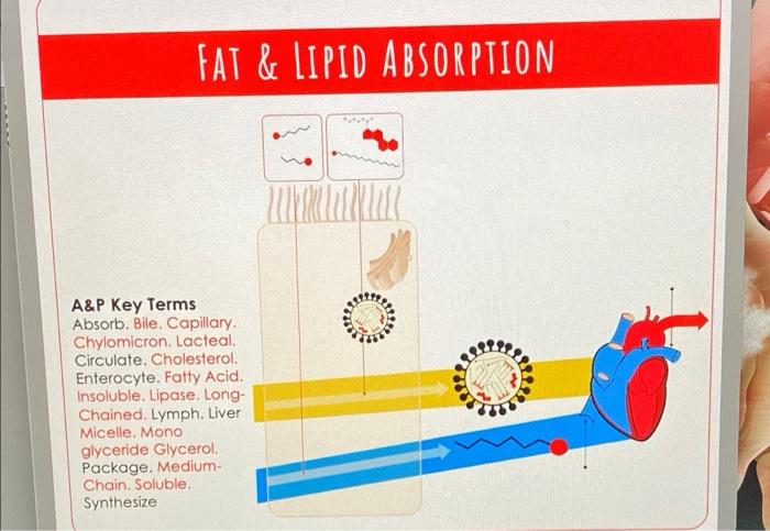 3.3 Infographic-Fat Absorption and Transport Homework | Chegg.com
