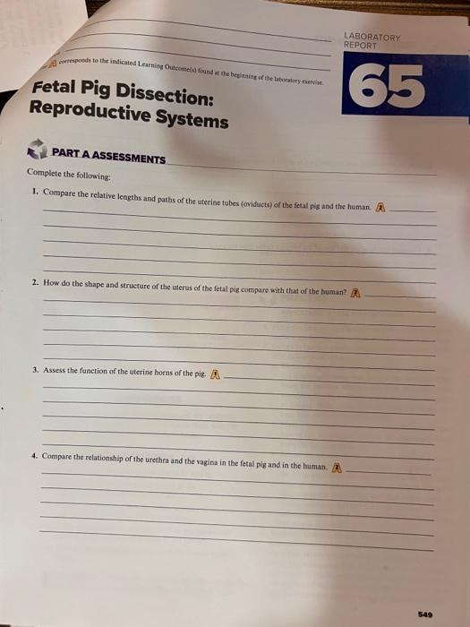 Solved LABORATORY REPORT Fetal Pig Dissection: Reproductive | Chegg.com