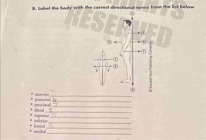 Solved B. Label the body with the correct directional terms | Chegg.com