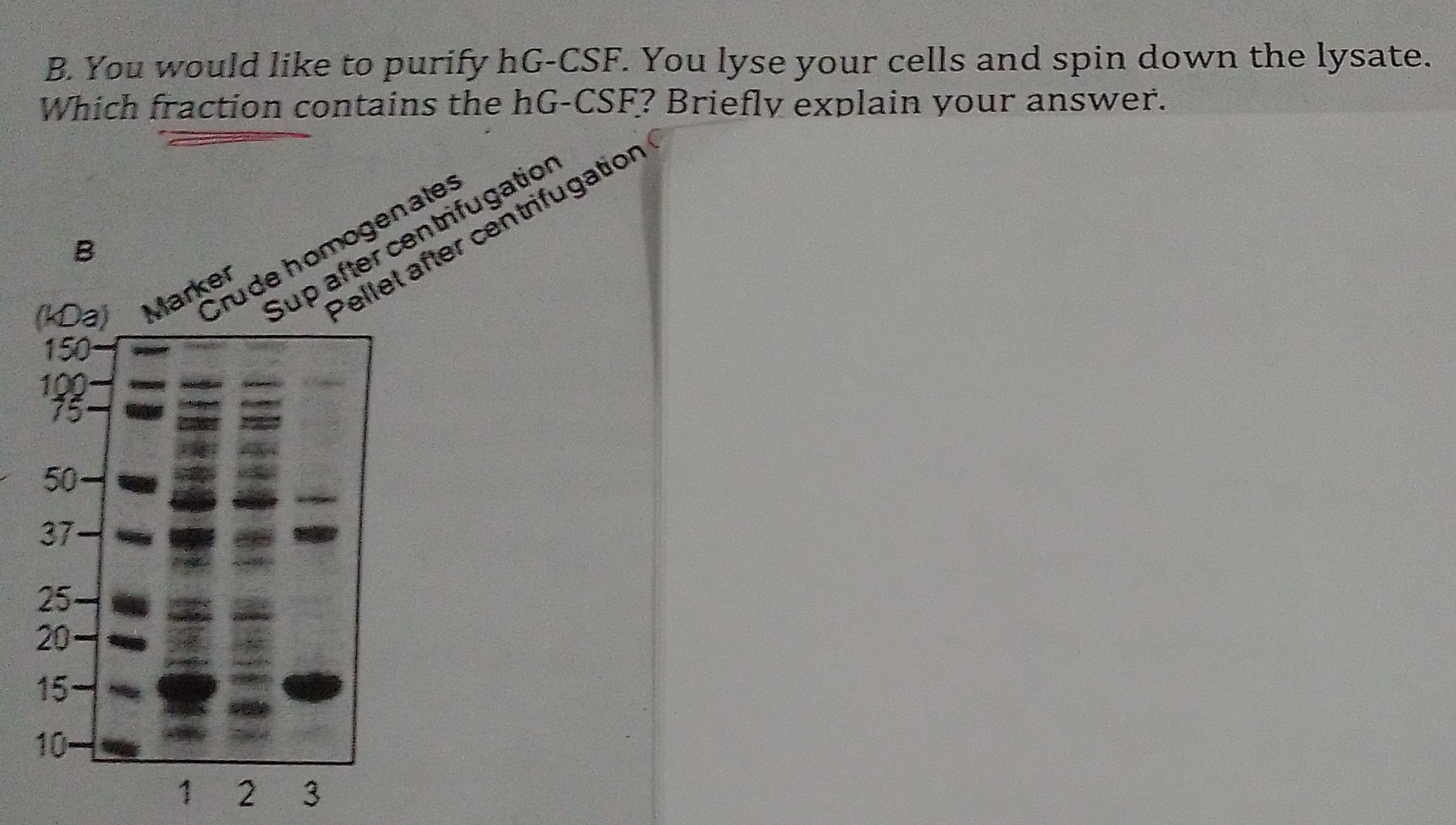 Solved B. ﻿You would like to purify hG-CSF. ﻿You lyse your | Chegg.com