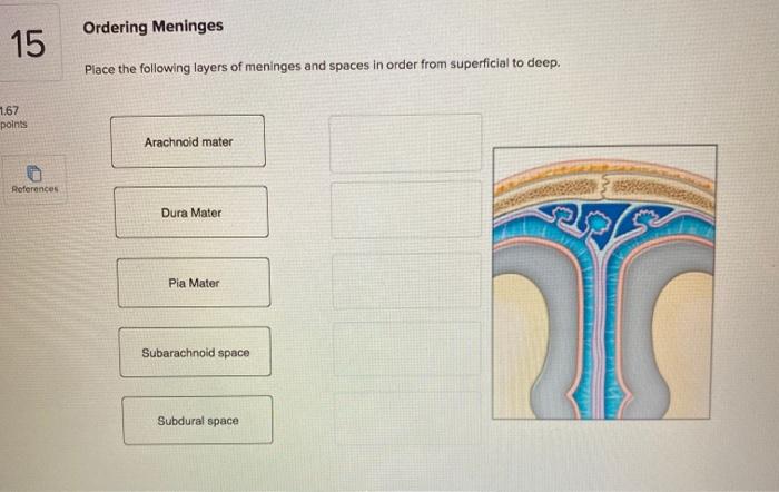Solved Ordering Meninges 15 Place the following layers of | Chegg.com