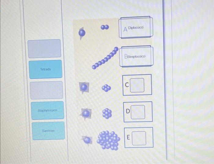 Solved Tetrads Staphylococci Sarcinae 33333 83 A Diplococci | Chegg.com