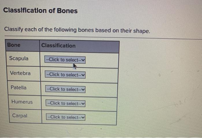 Solved Classification of Bones Classify each of the | Chegg.com