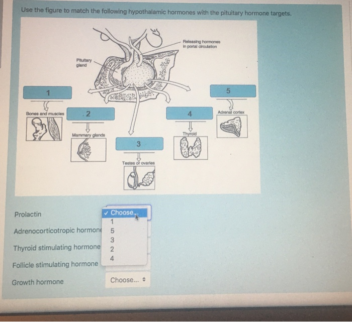 Solved Match the following. Epinephrine production | Chegg.com