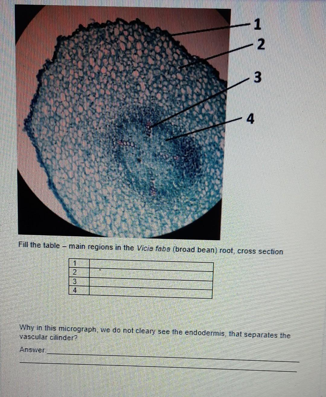 Solved 1 2 3 4 Fill the table – main regions in the Vicia | Chegg.com