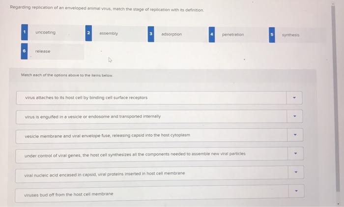 Solved Regarding replication of an enveloped animal virus, | Chegg.com