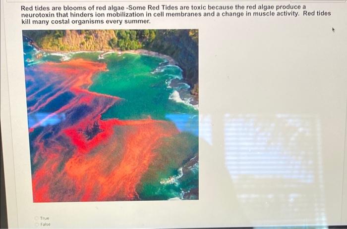 Solved Red tides are blooms of red algae -Some Red Tides are | Chegg.com