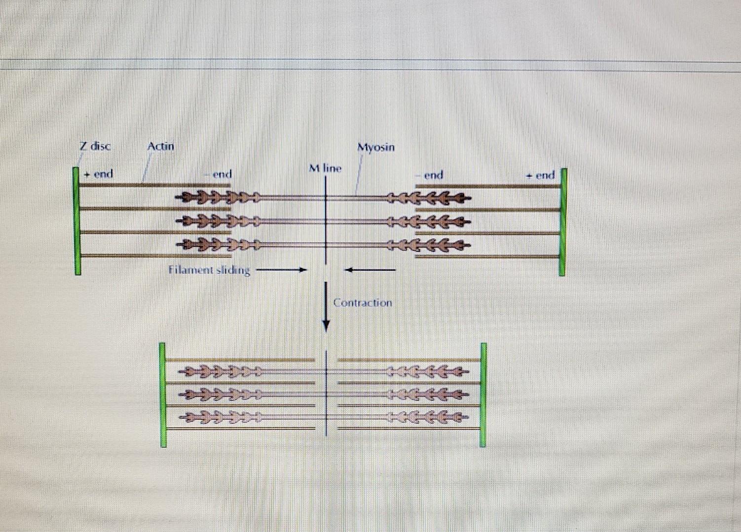Solved Explain this diagram of part of the sliding filament | Chegg.com