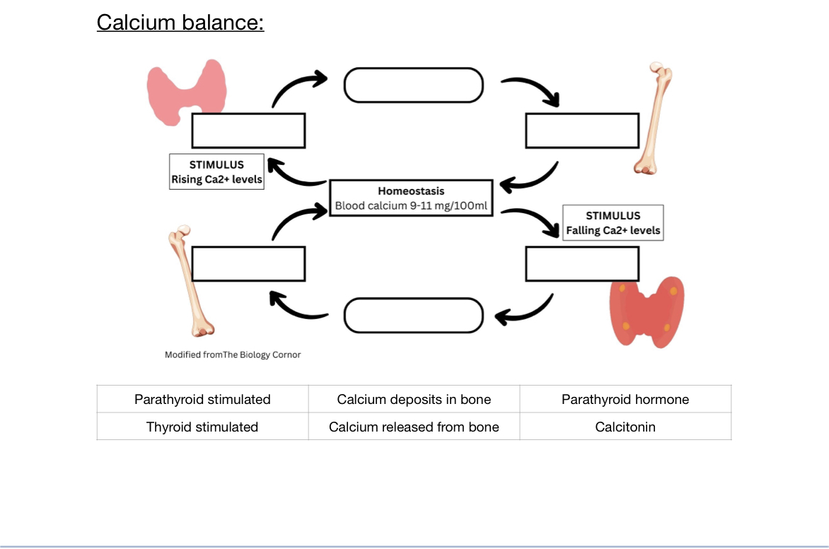 Solved Hello I need help with this calcium balance chart | Chegg.com