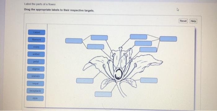 Solved Label the parts of a flower Drag the appropriate | Chegg.com