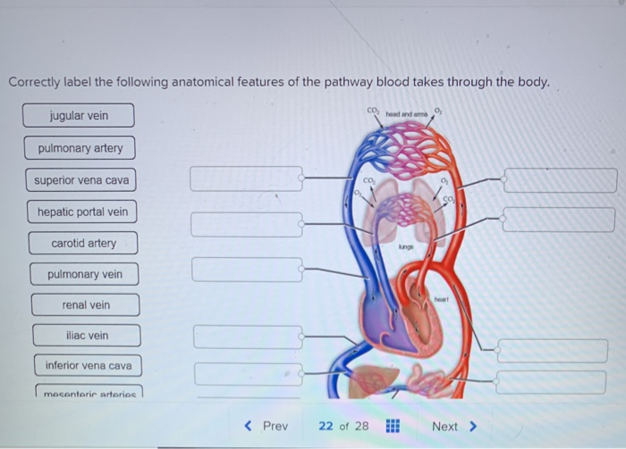Solved Correctly label the following anatomical features of | Chegg.com