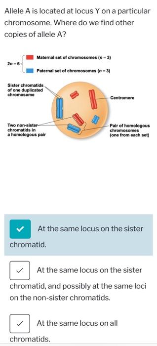 Solved Allele A is located at locus Y on a particular | Chegg.com