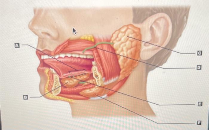 Solved salivary glands labeling | Chegg.com