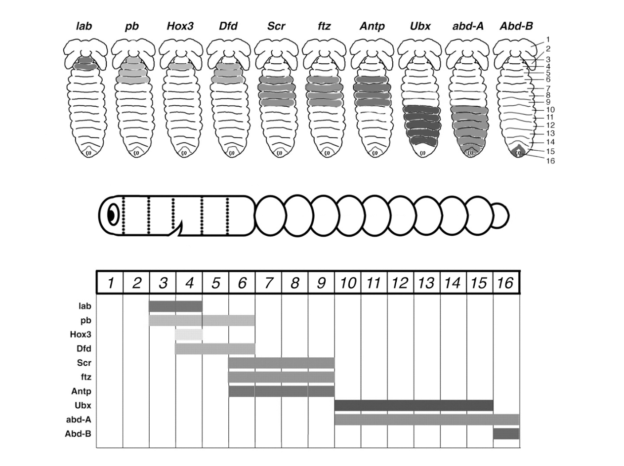 Solved based on the hox-code in this figure, how many pairs | Chegg.com