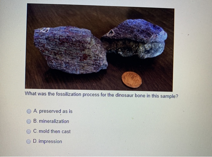 Solved What was the fossilization process for the dinosaur | Chegg.com