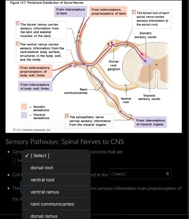 Solved ensory Pathways: Spinal Nerves to CNS General sensory | Chegg.com