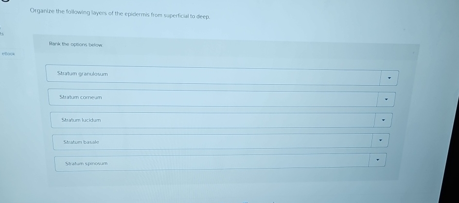 Solved Organize the following layers of the epidermis from | Chegg.com