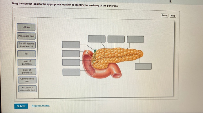 Omtex Classes Draw Neat Labelled Diagram Of The Pancreas