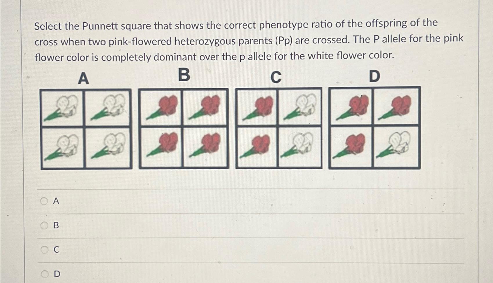 Solved Select the Punnett square that shows the correct | Chegg.com