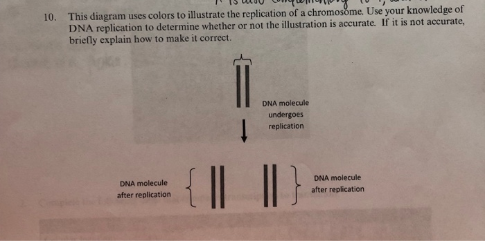 Solved This diagram uses colors to illustrate the | Chegg.com