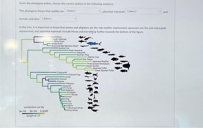 Solved Given the phylogeny below, choose the correct options | Chegg.com