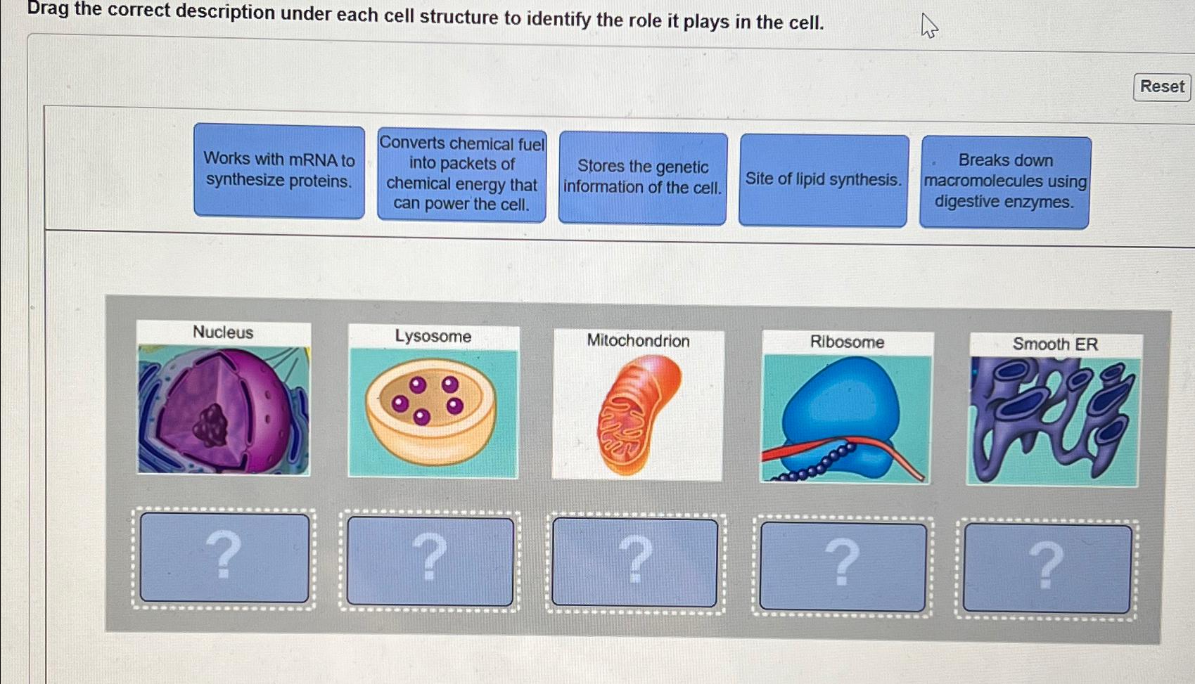 Solved Dragged the correct description under each cell | Chegg.com