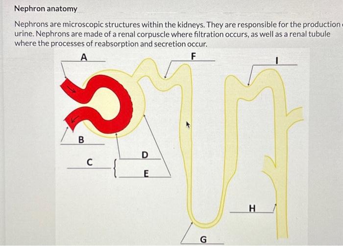 Solved 1 1 point Using the nephron image above, match each | Chegg.com Solved 1 1 point Using the nephron image above, match each | Chegg.com