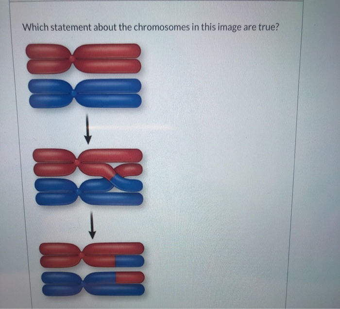 Solved Which statement about the chromosomes in this image | Chegg.com