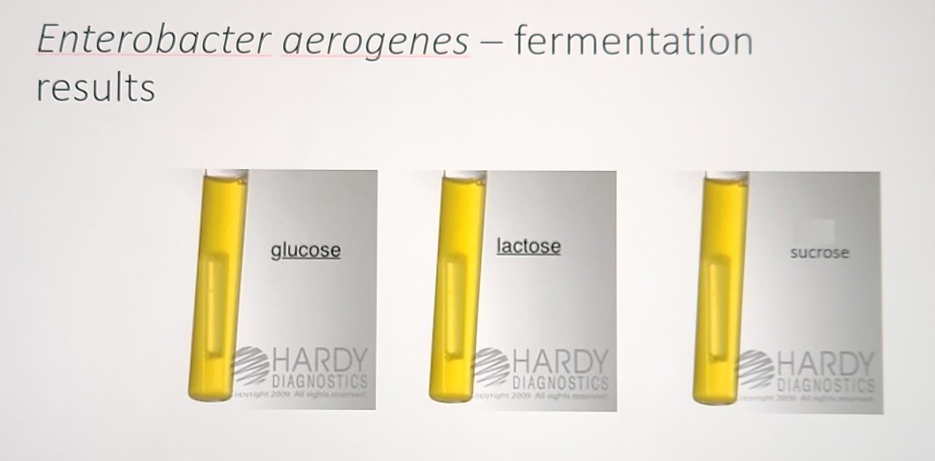 Solved Alcaligenes faecalis - fermentation | Chegg.com