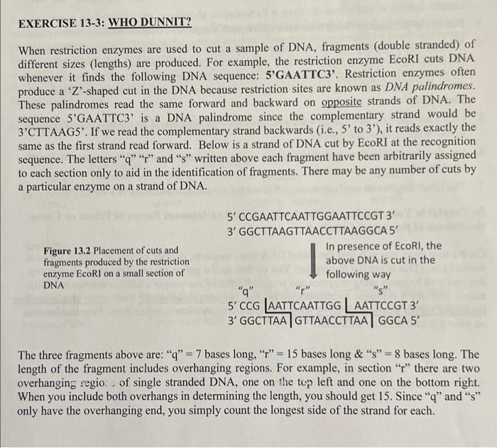 EXERCISE 13-3: WHO DUNNIT? When restriction enzymes | Chegg.com