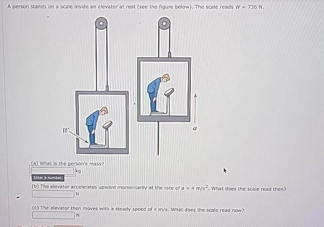 Solved A person stands on a scale inside an elevator at rest | Chegg.com