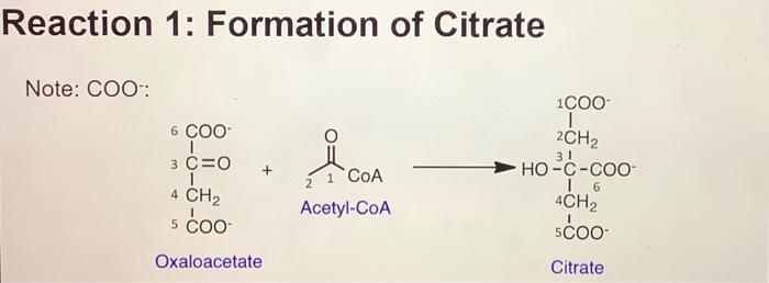Solved Reaction 1: Formation of Citrate Note: COO- | Chegg.com