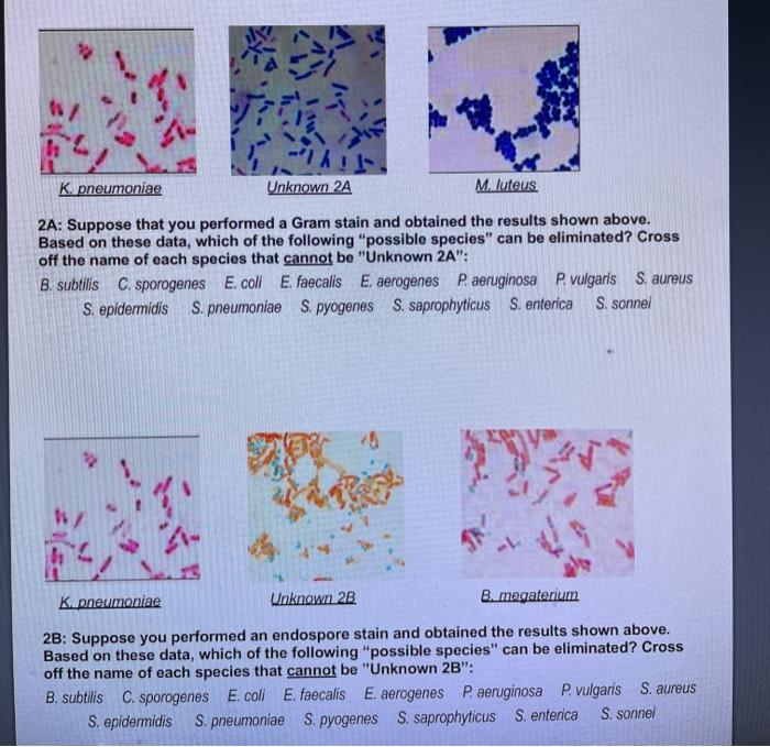 Staphylococcus Epidermidis Endospore Stain