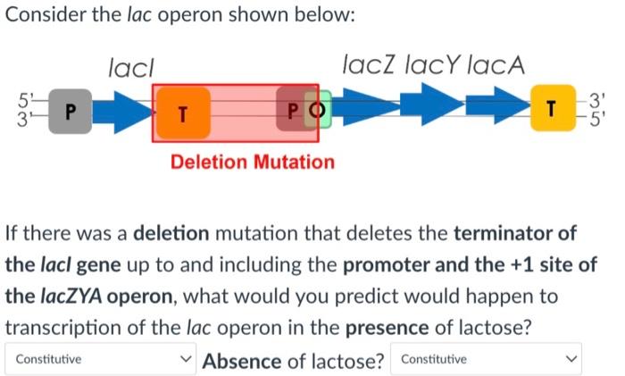 Consider the lac operon shown below: If there was a | Chegg.com
