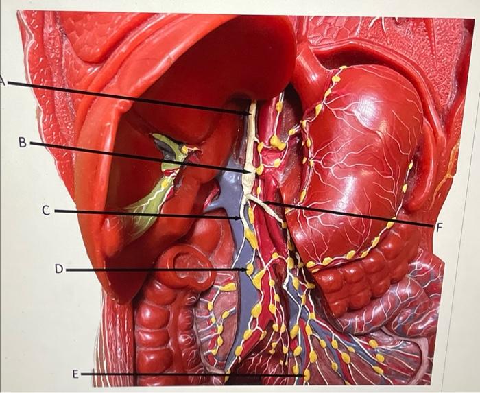 Solved label | Chegg.com