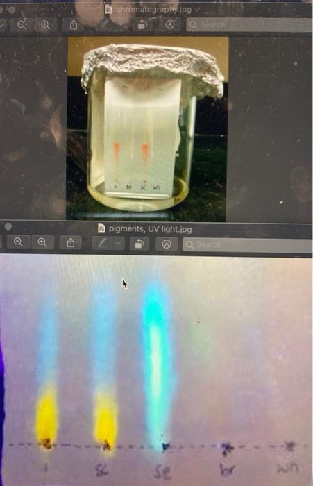 Lab Report 18: The Genetics of Eye Color in | Chegg.com