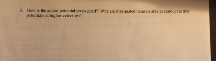 Solved 3. How is the action potential propagated? Why are | Chegg.com