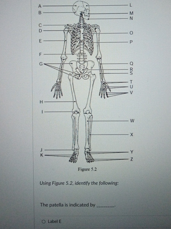 Solved Using Figure 5.2, ﻿identify the following:The patella | Chegg.com