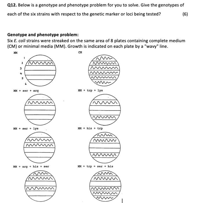 Q12. Below is a genotype and phenotype problem for | Chegg.com
